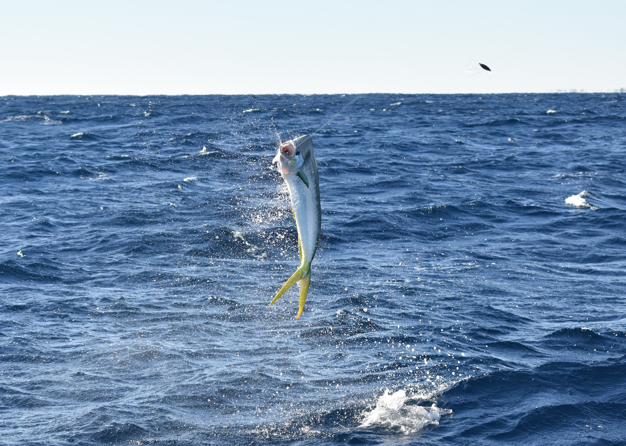 About Us – Bluewater Movements, INC.